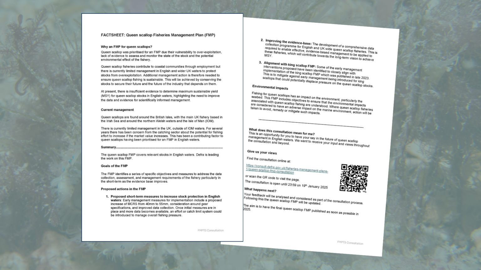 FACTSHEET: Queen scallop Fisheries Management Plan (FMP) – Fisheries ...