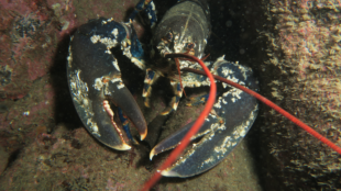 Lobster size rules are changing – here’s what you need to know ...