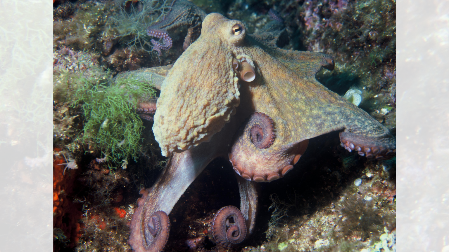 New GOV.UK page to stay updated on the octopus bloom – Fisheries ...